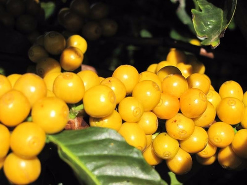 Você sabia que o café é uma fruta? - Cafés do Brasil Club