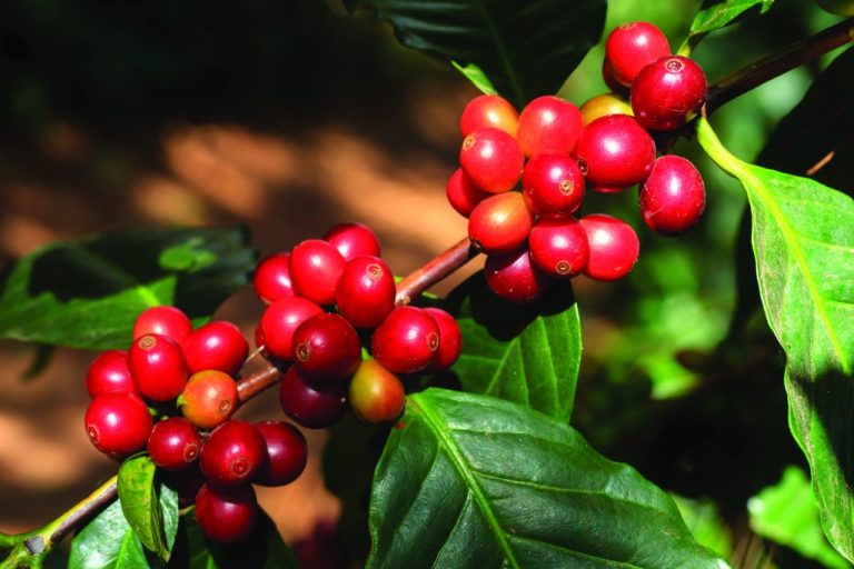 Você sabia que o café é uma fruta? - Cafés do Brasil Club