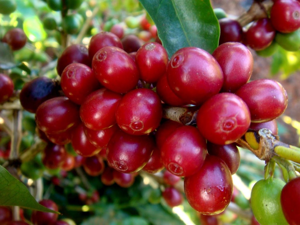 Você sabia que o café é uma fruta? - Cafés do Brasil Club