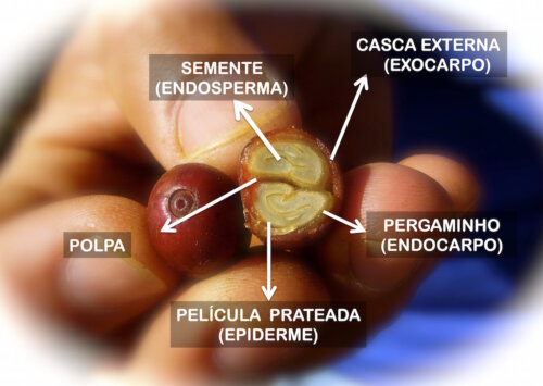 Você sabia que o café é uma fruta? - Cafés do Brasil Club